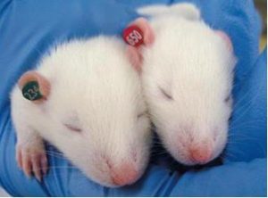 Small Coloured Animal Ear Tags -Mouse - Vet Tech