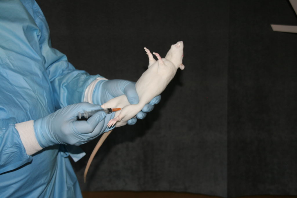 CurVet Rat Training Simulator - Vet Tech