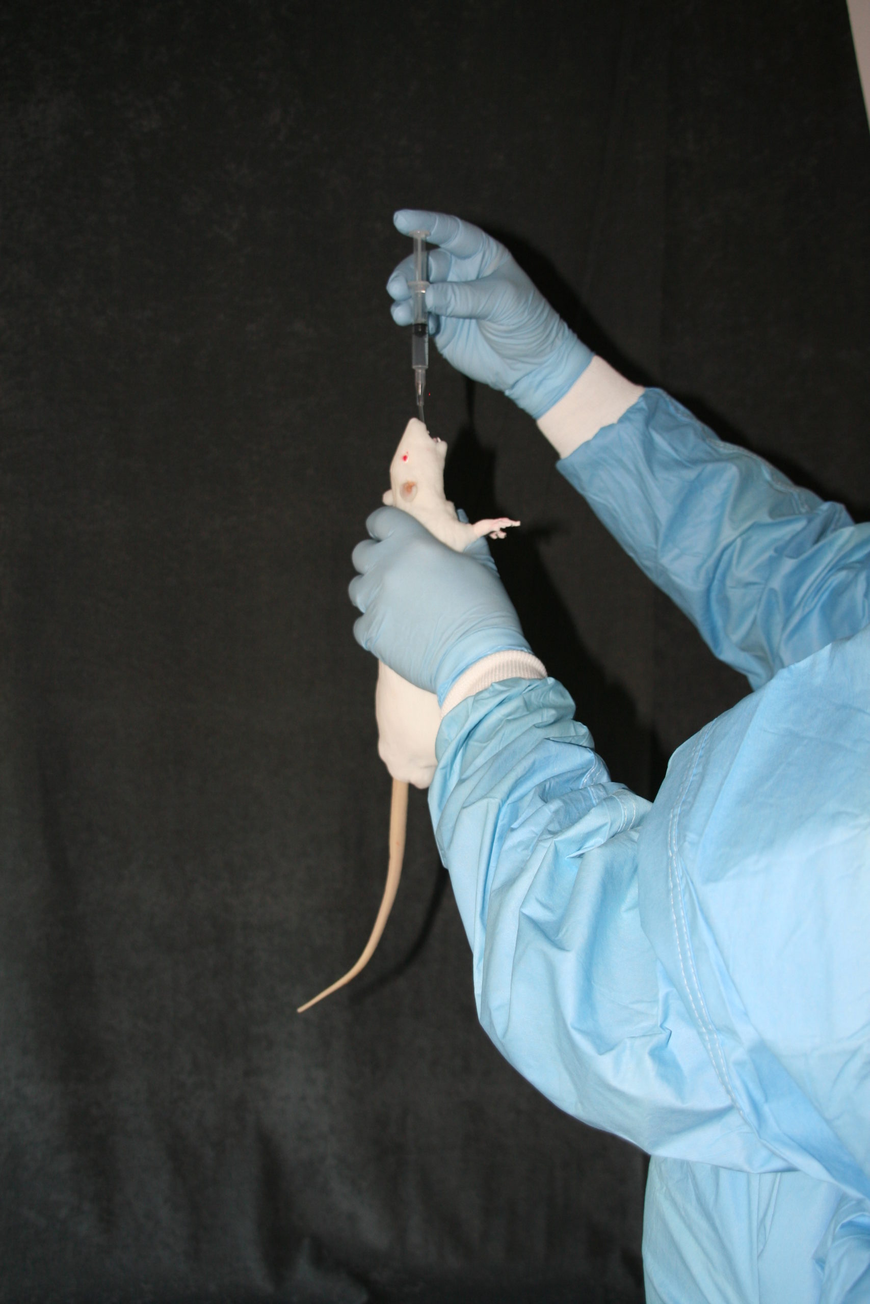 CurVet Rat Training Simulator - Vet Tech